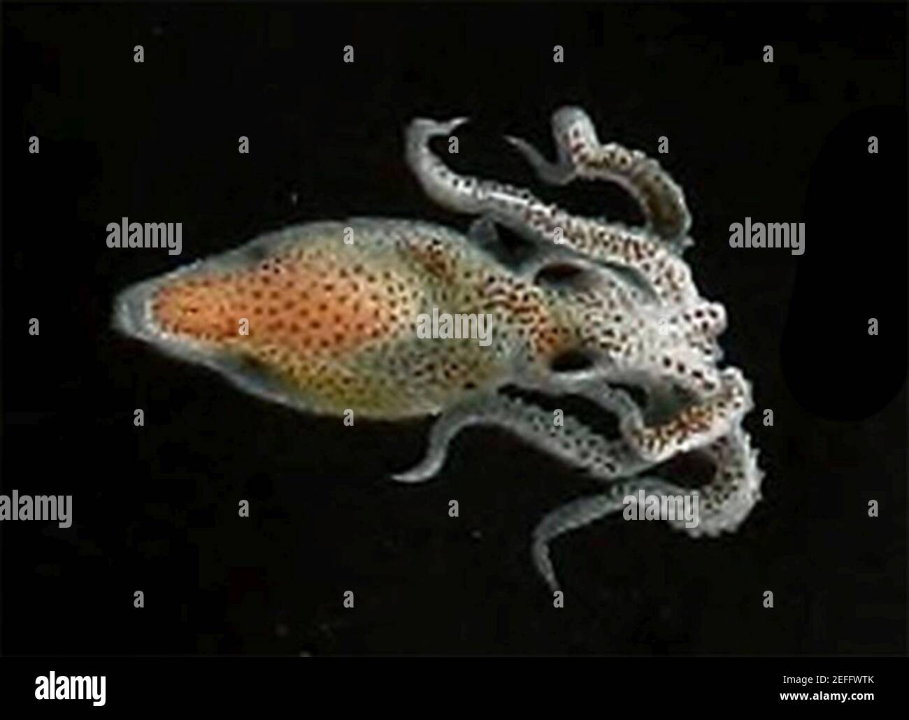 Octopus macropus juvenile Stock Photo - Alamy