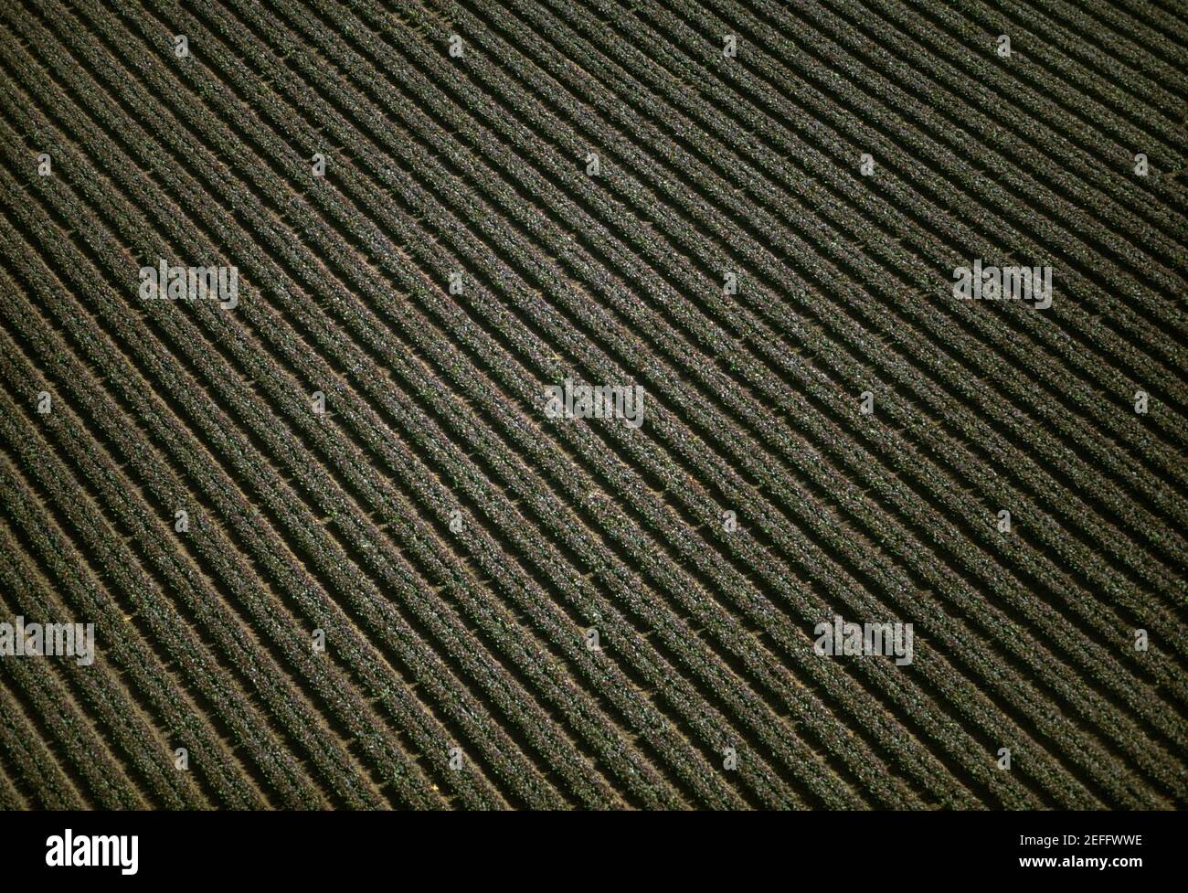 Aerial of red leaf lettuce field Stock Photo - Alamy