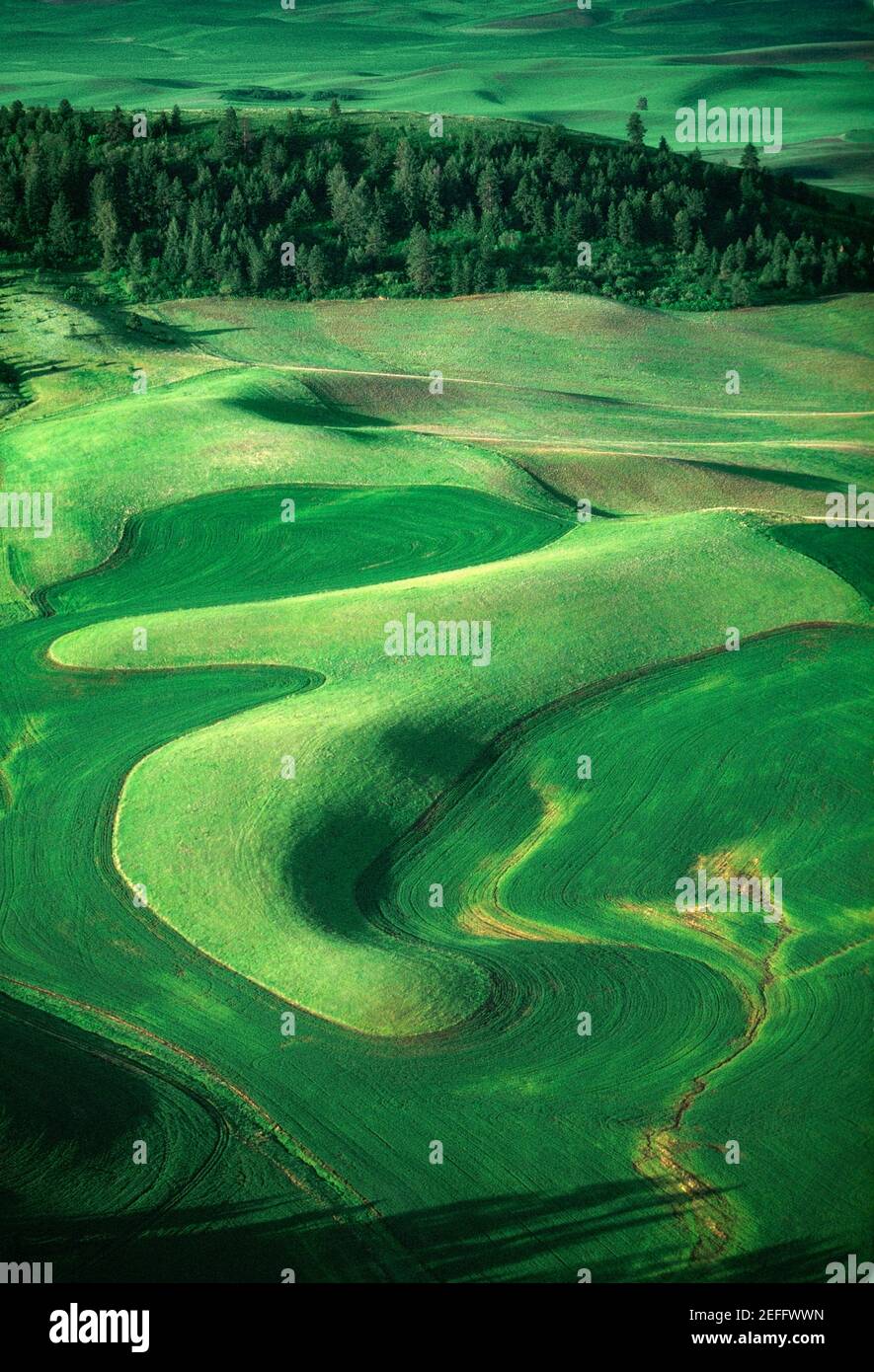 Contour plowing of green winter wheat and lentil fields Stock Photo - Alamy