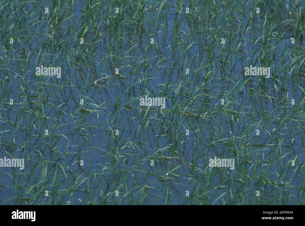 Rice paddy aerial Stock Photo - Alamy