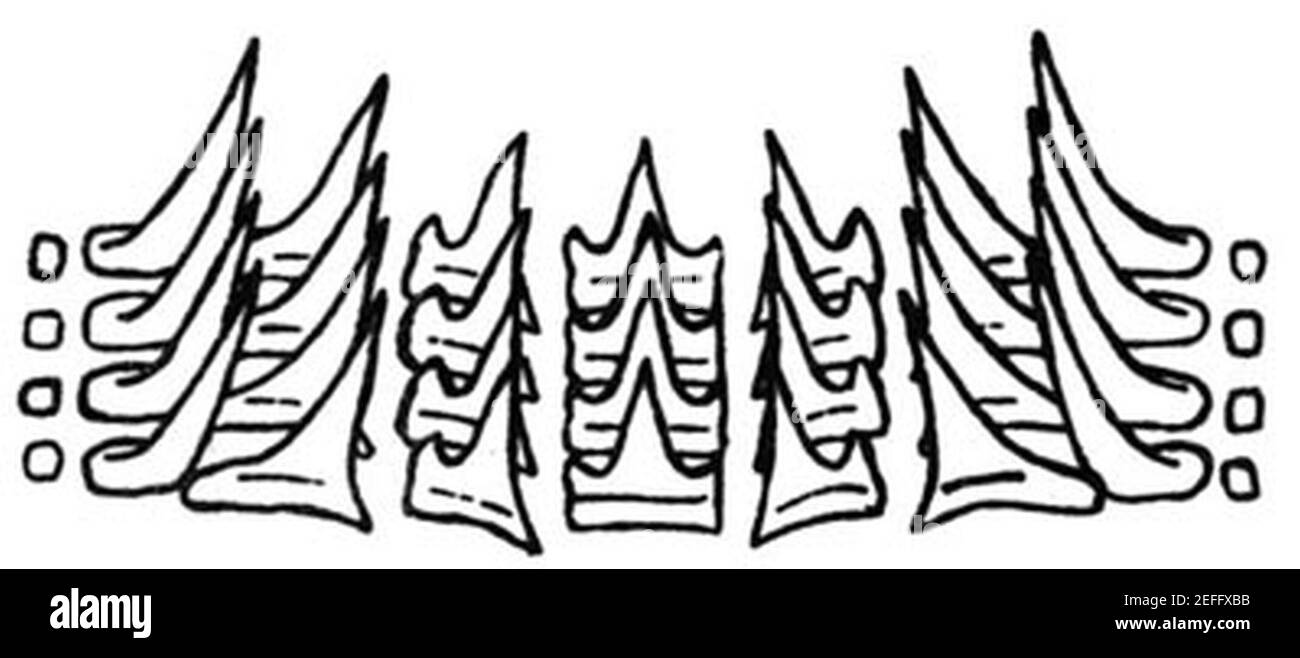 Radular hi-res stock photography and images - Alamy