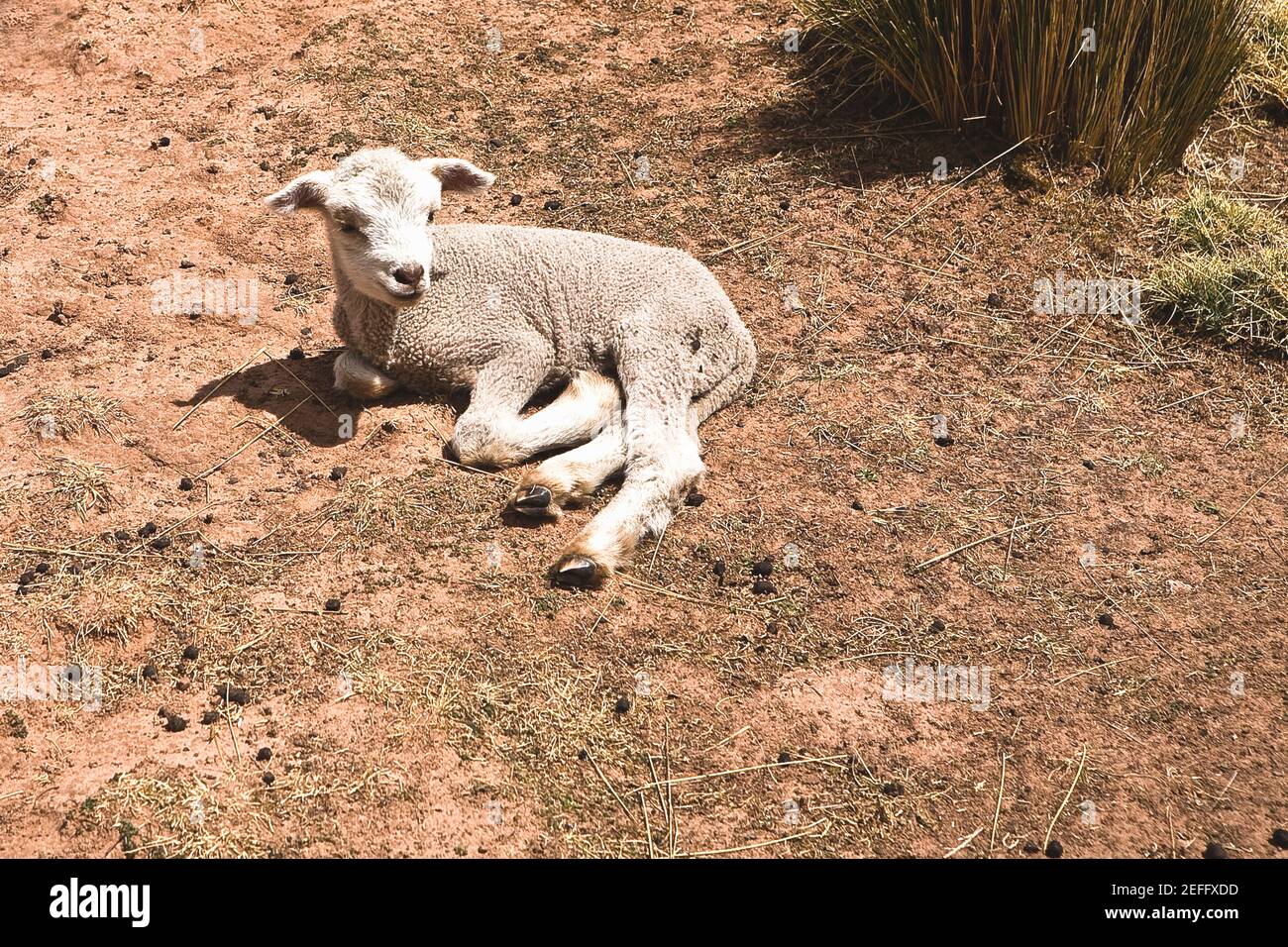 Photography themes peru hi-res stock photography and images - Alamy