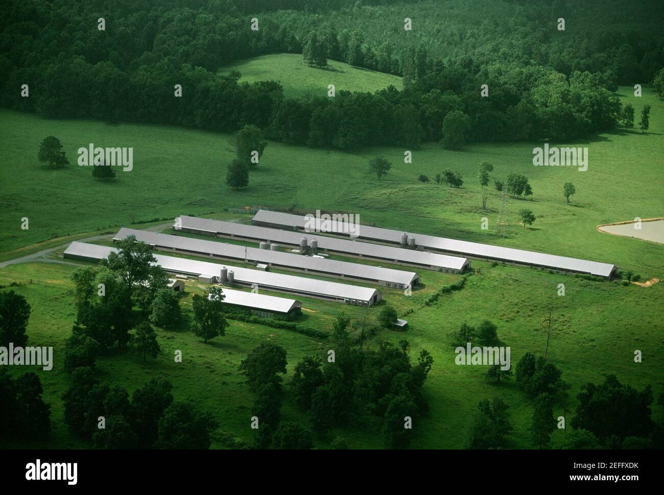 Chicken farm, Tennessee Stock Photo - Alamy