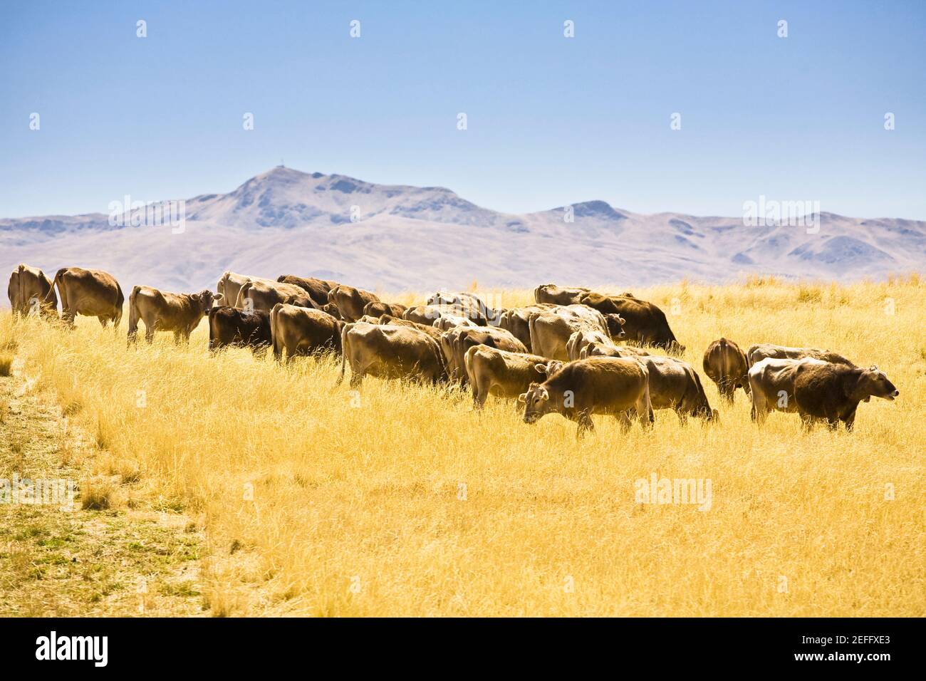 Cattle grazing on a grassy field, Puno-Cusco Road, Peru Stock Photo - Alamy