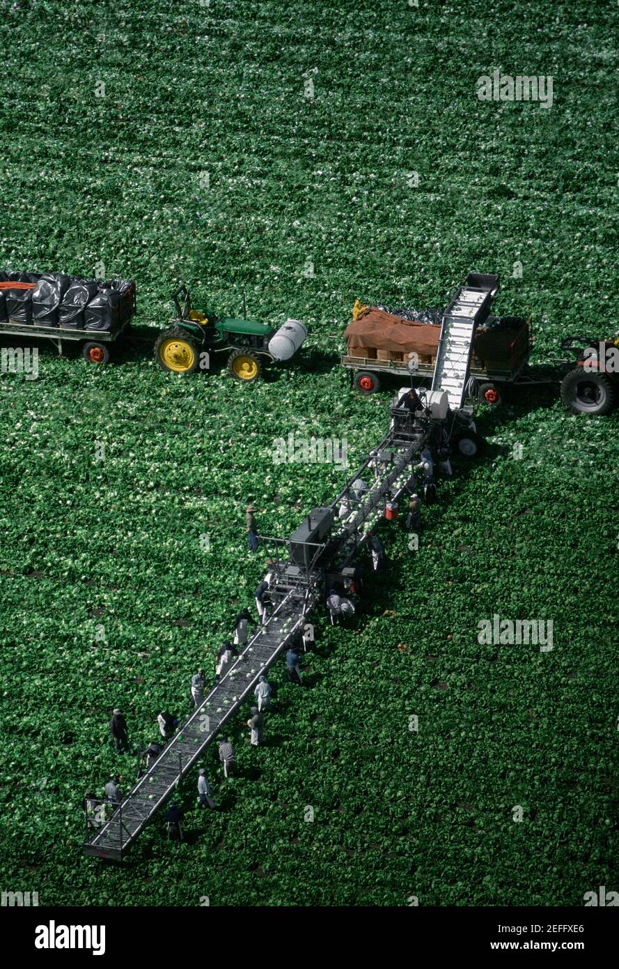 Birds eye view lettuce field hi-res stock photography and images - Alamy