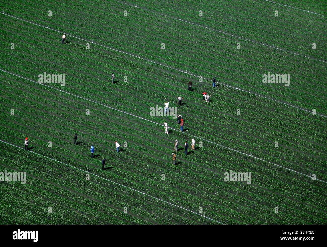Farm workers weeding a lettuce field Stock Photo - Alamy