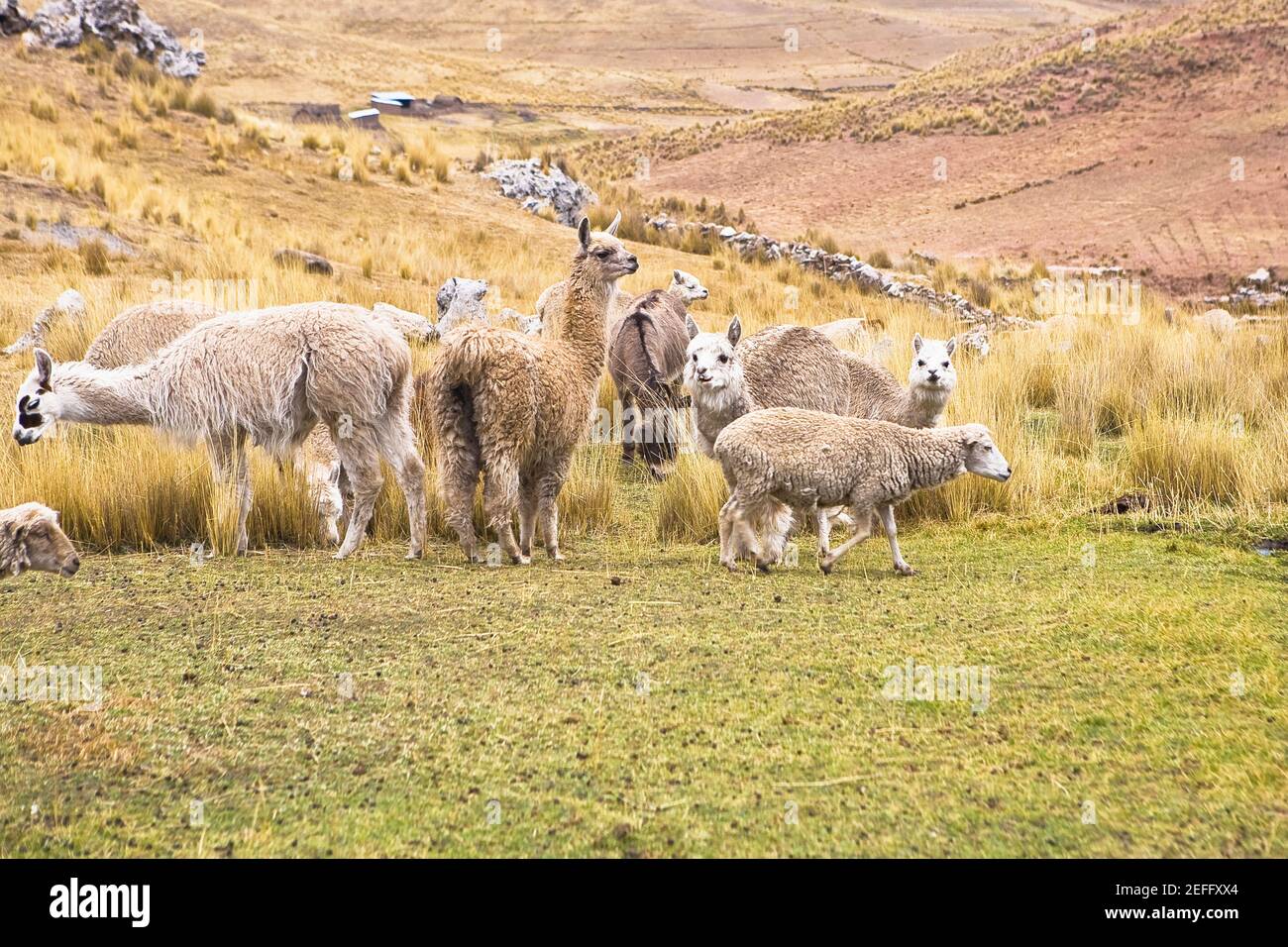 A herd llamas lama glama hi-res stock photography and images - Alamy