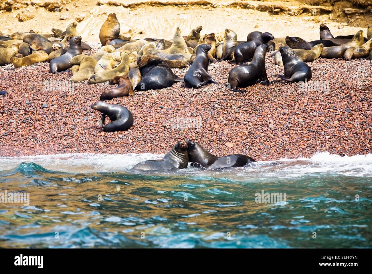 Group of seals on the coast, Ballestas Islands, Paracas National ...