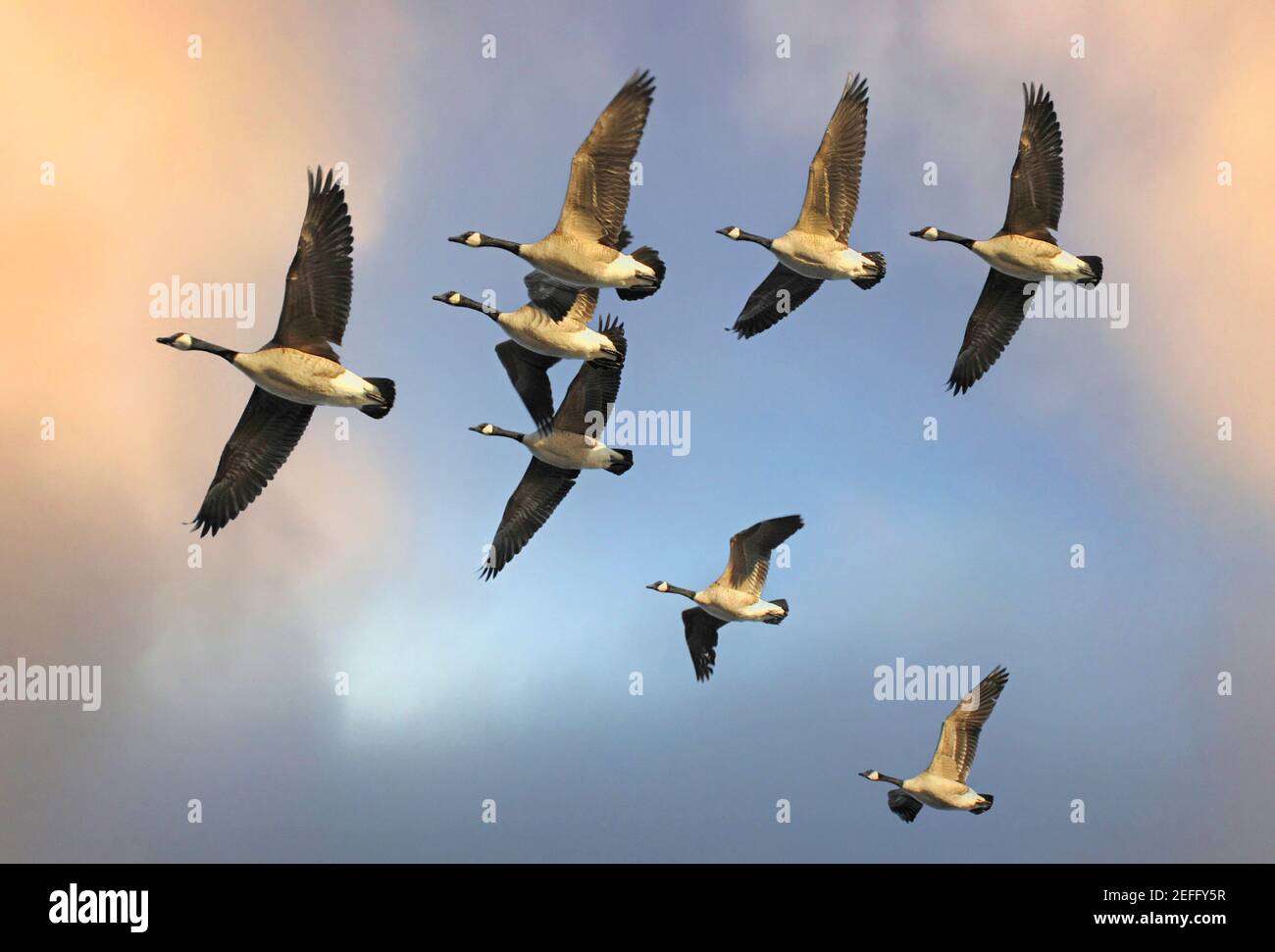 Canada geese flying clear sky hi-res stock photography and images - Alamy