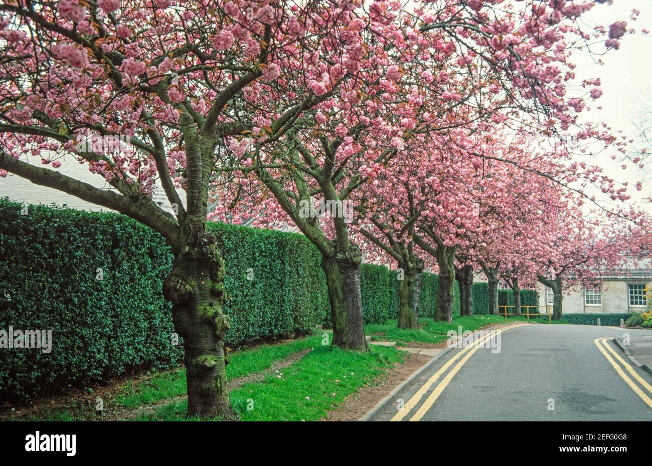 1990 Nottingham University Campus Cherry Trees with cherry blossom on ...