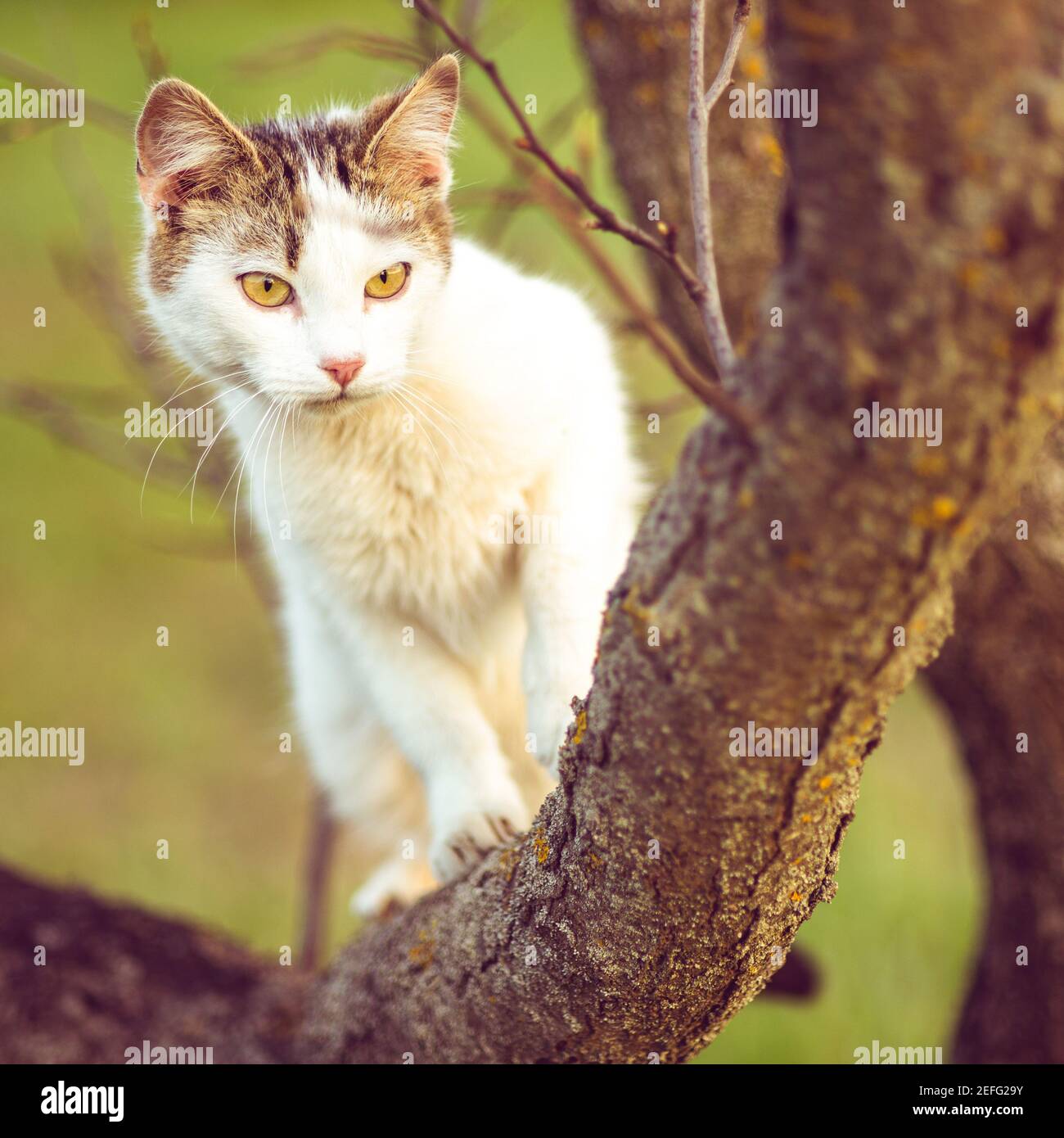 Rescue cat stuck in a tree hi-res stock photography and images - Alamy