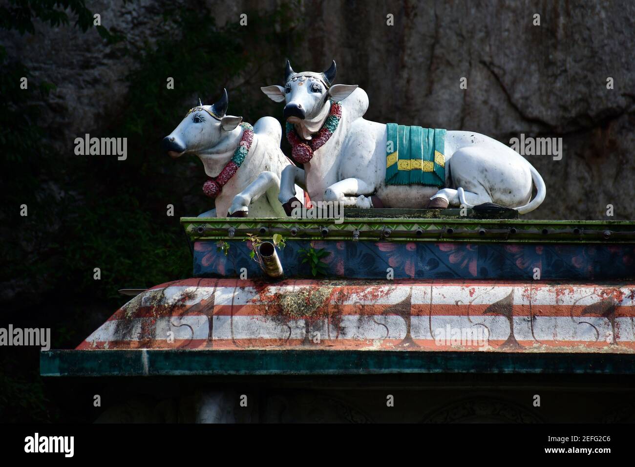 holy cows, Hindu Temple at the Batu Caves, Kuala Lumpur, Malaysia ...