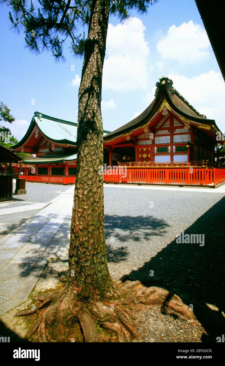 Tree in front of a temple, Fushimi-Inari Shrine, Kyoto, Japan Stock ...