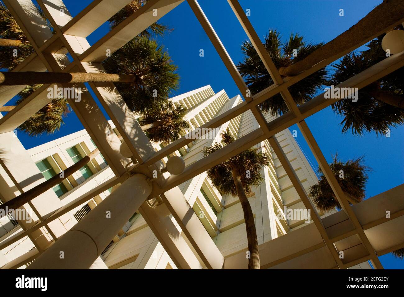 Low angle photography man palm trees hi-res stock photography and ...