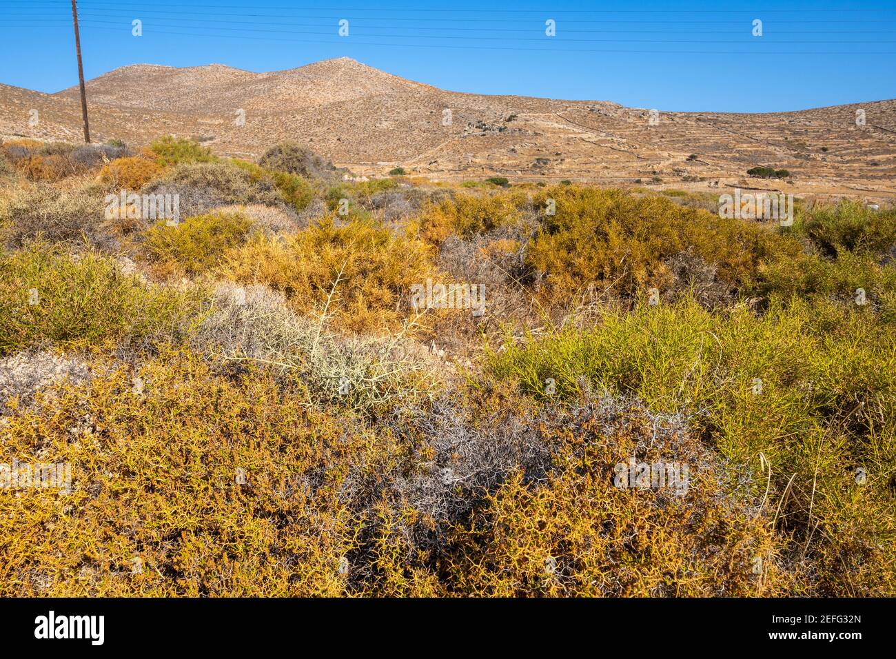 Wild vegetation in the southern coast of the island of Folegandros ...