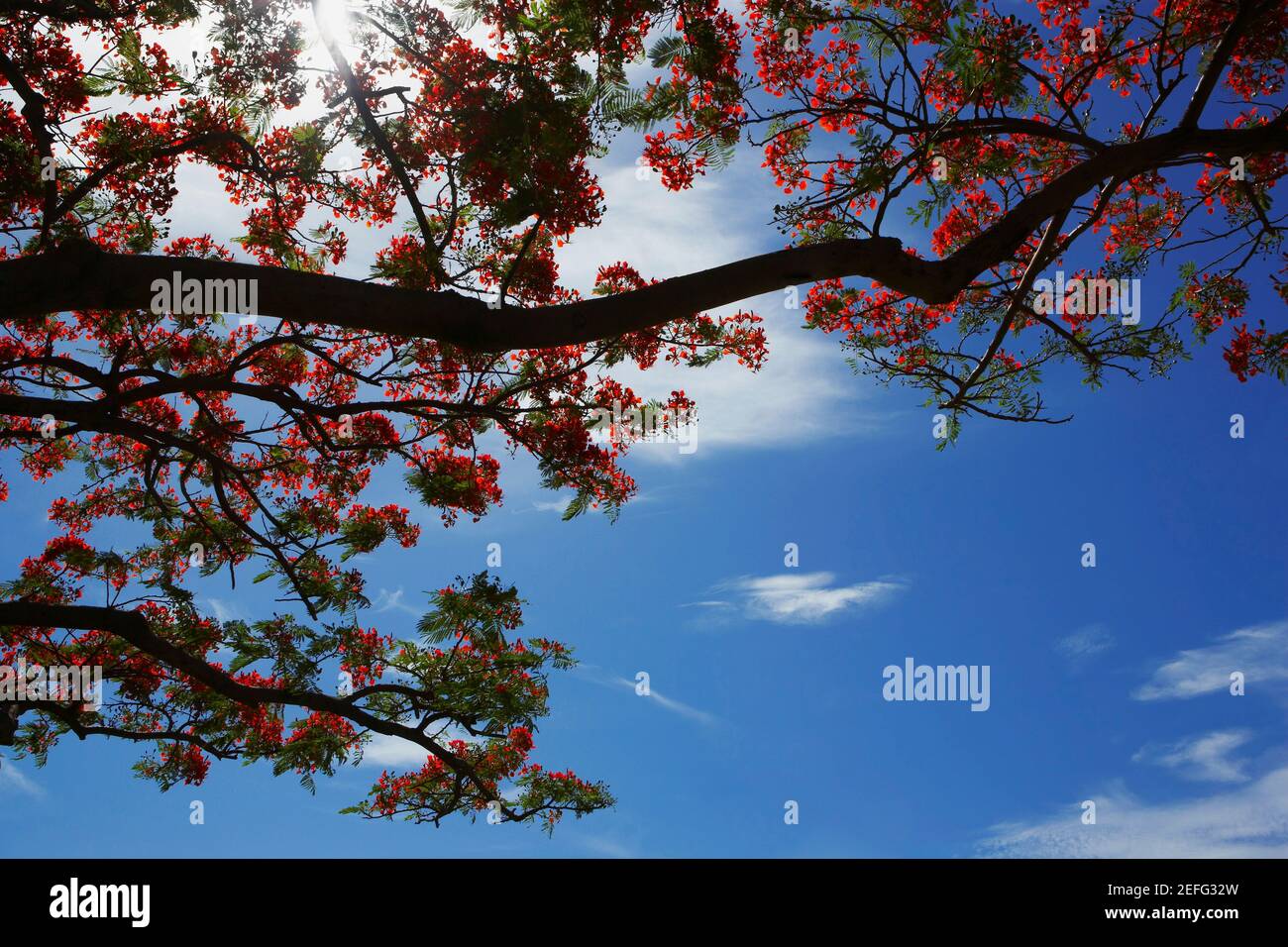Low angle view of a Flame tree Delonix regia Stock Photo - Alamy
