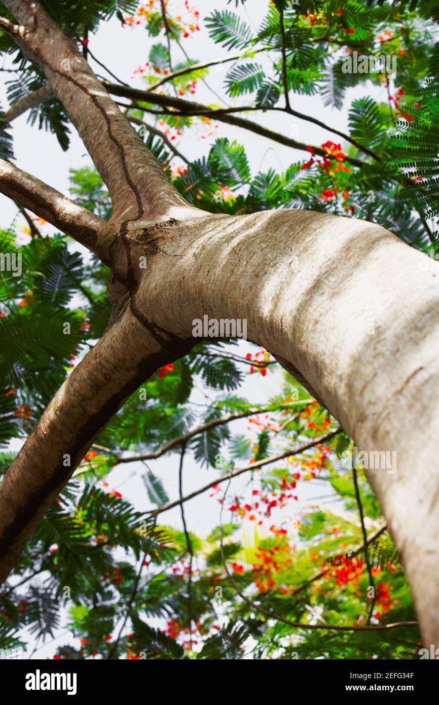 Low angle view of a Flame tree Delonix regia, Puerto Rico Stock Photo ...