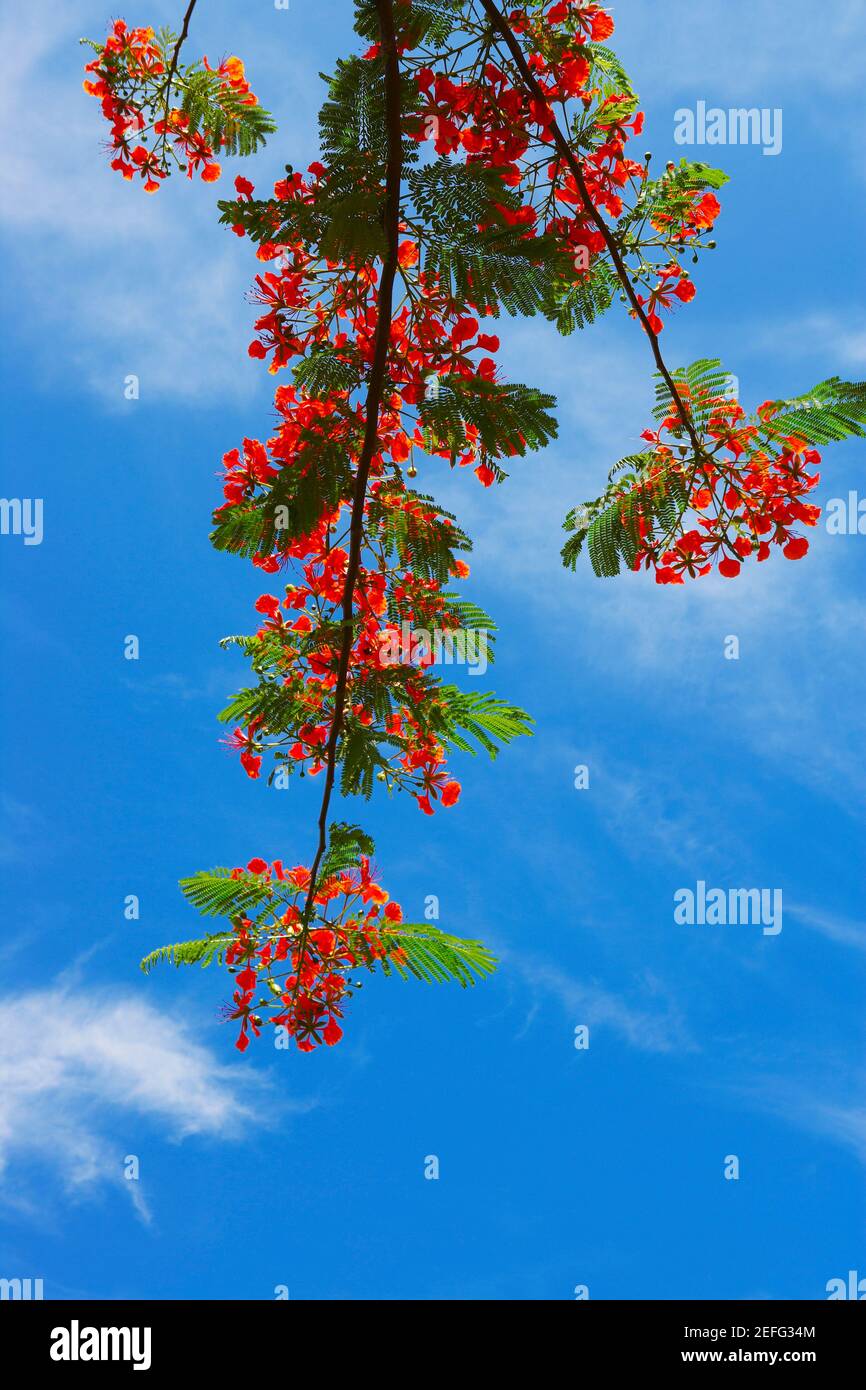 Flame below hi-res stock photography and images - Alamy