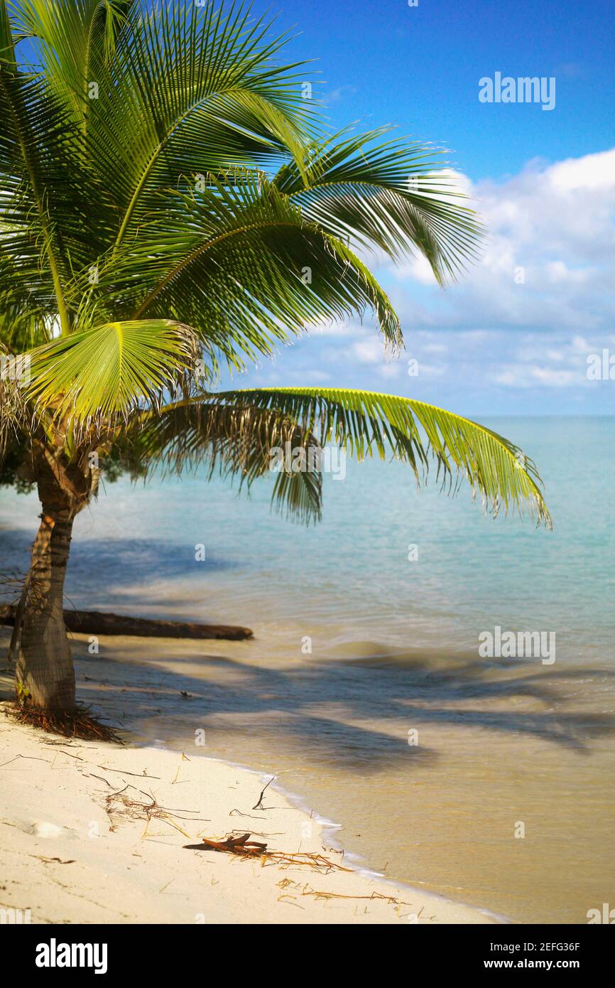 Palm tree on the beach Stock Photo - Alamy