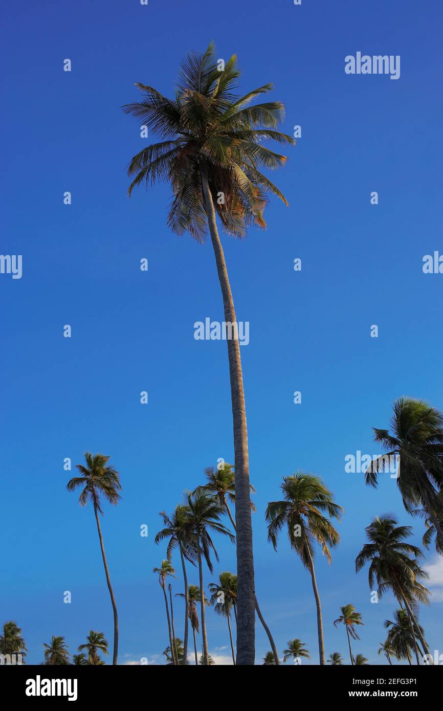 Low angle view of palm trees Stock Photo - Alamy