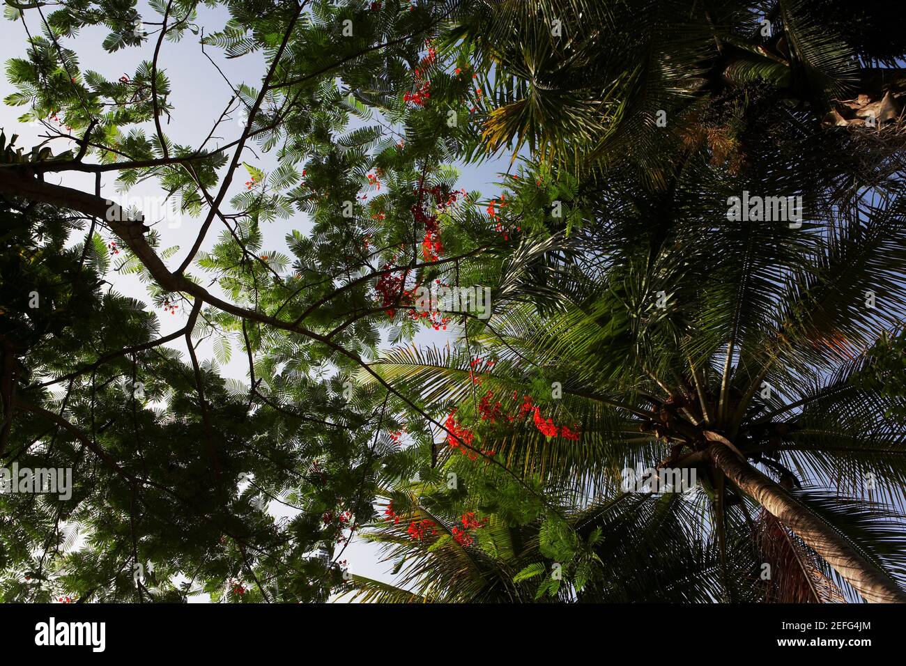 Low angle view of trees, Puerto Rico Stock Photo - Alamy