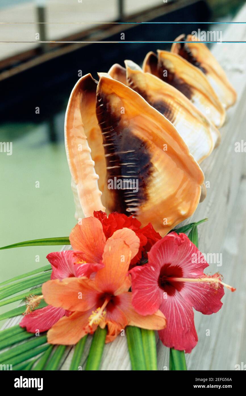 Conch shells bahamas caribbean hi-res stock photography and images - Alamy