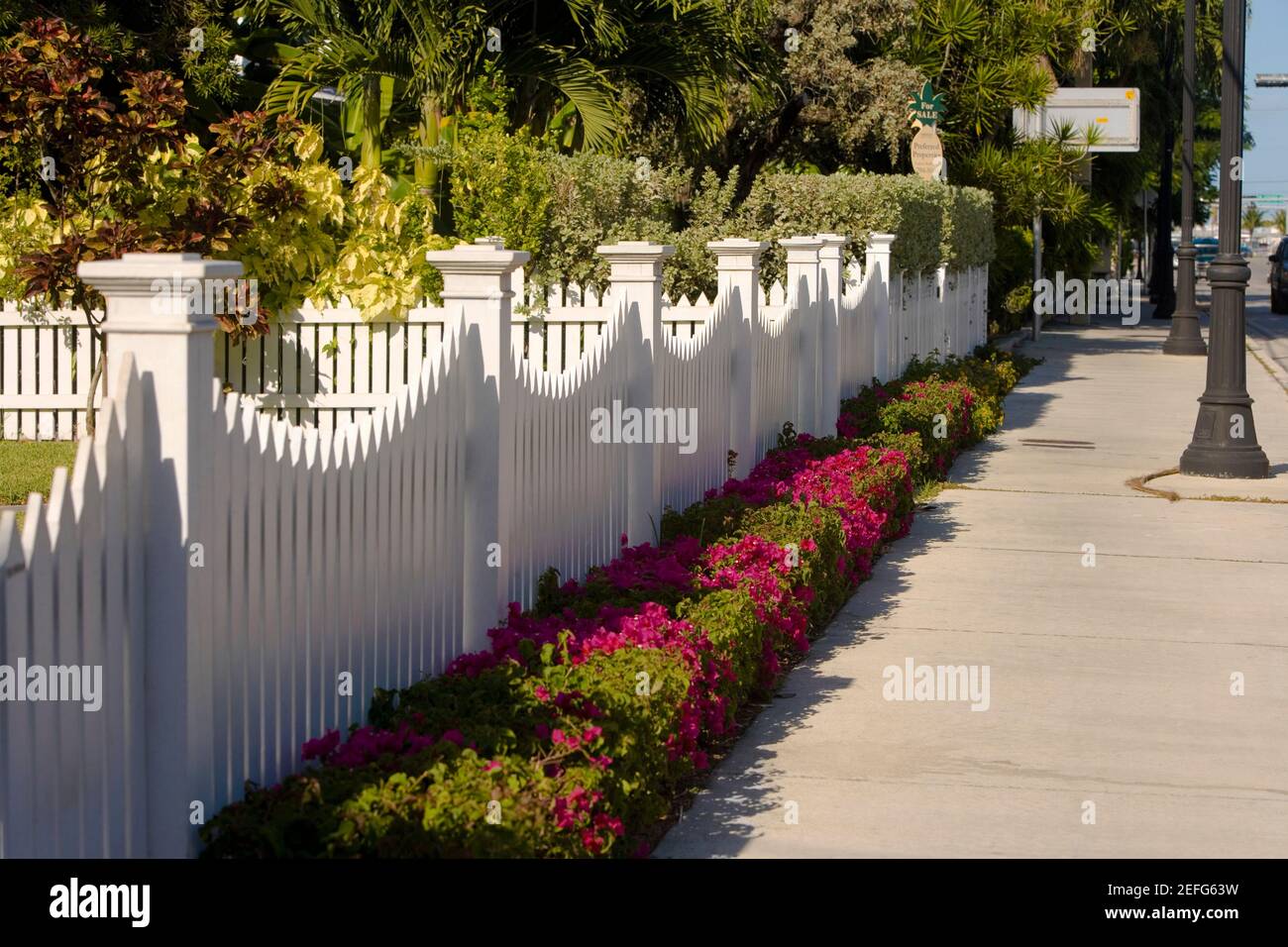Photography of a tree avenue at a sidewalk hi-res stock photography and ...