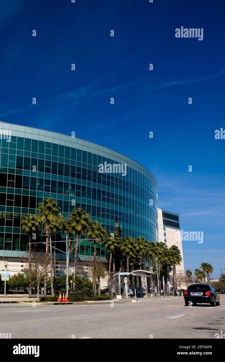 Palm tree in florida tampa hi-res stock photography and images - Alamy
