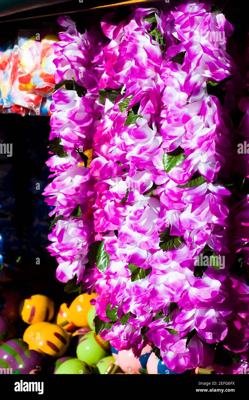 Flower key west hi-res stock photography and images - Alamy