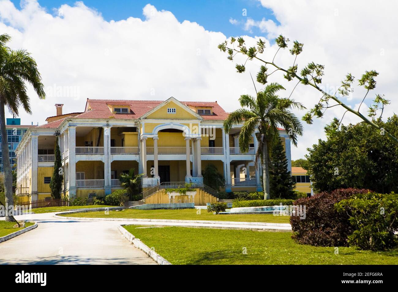 National Tree Of The Bahamas High Resolution Stock Photography and ...