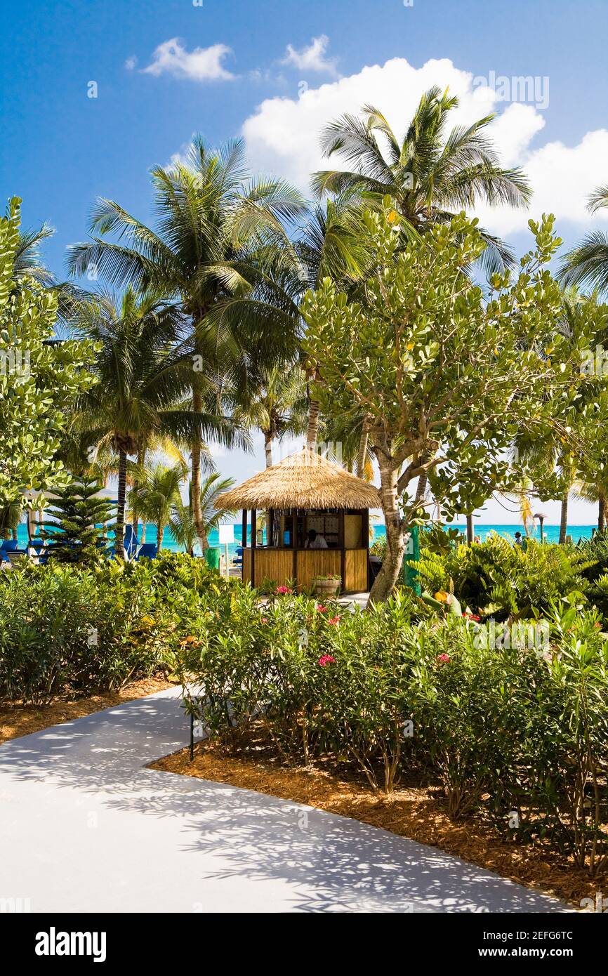 Trees around a beach hut, Cable Beach, Nassau, Bahamas Stock Photo - Alamy