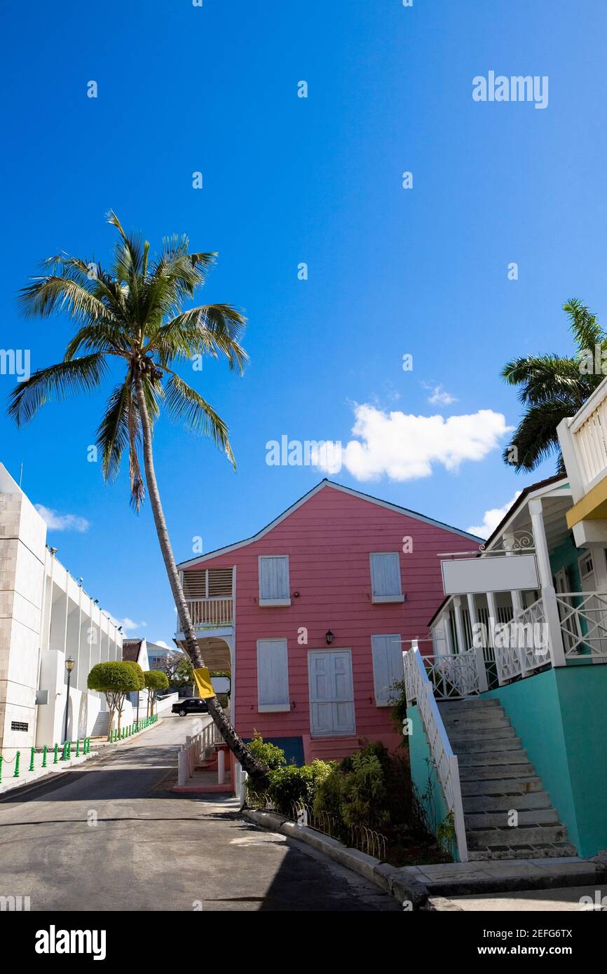 Palm tree at the roadside, Nassau, Bahamas Stock Photo - Alamy