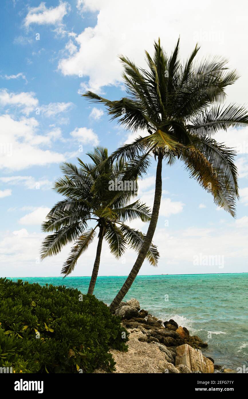 Palm trees on the beach, Cable Beach, Nassau, Bahamas Stock Photo - Alamy