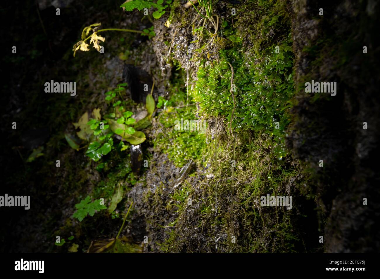 Spring water groundwater hi-res stock photography and images - Alamy