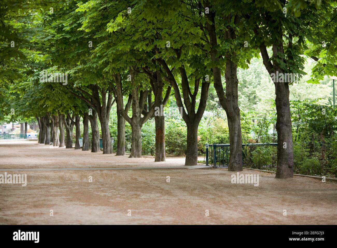Trees along a road, Paris, France Stock Photo - Alamy