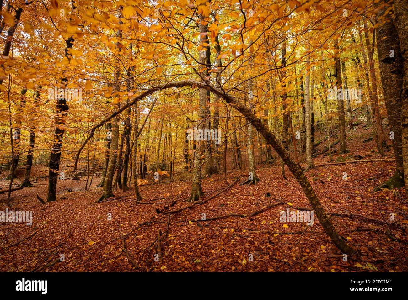 Vegetación de bosque de montaña hi-res stock photography and images - Alamy