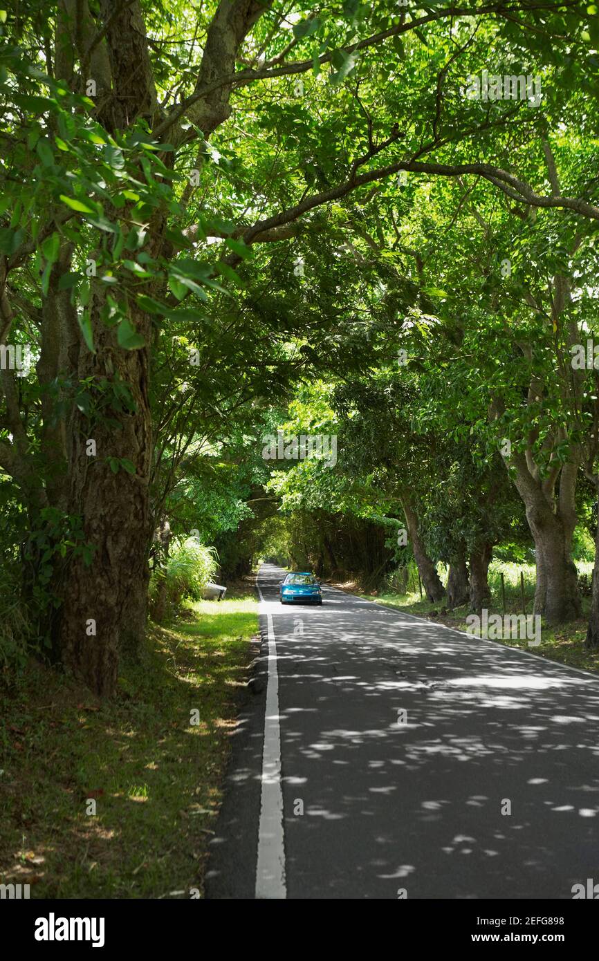 Trees along a road, Puerto Rico Stock Photo - Alamy