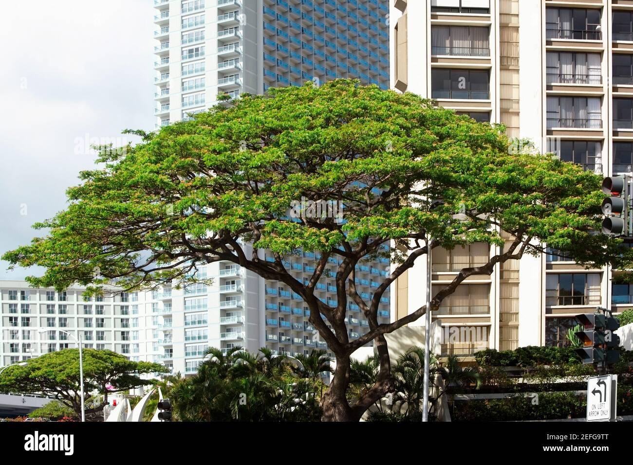 Buildings in a city, Honolulu, Oahu, Hawaii Islands, USA Stock Photo ...