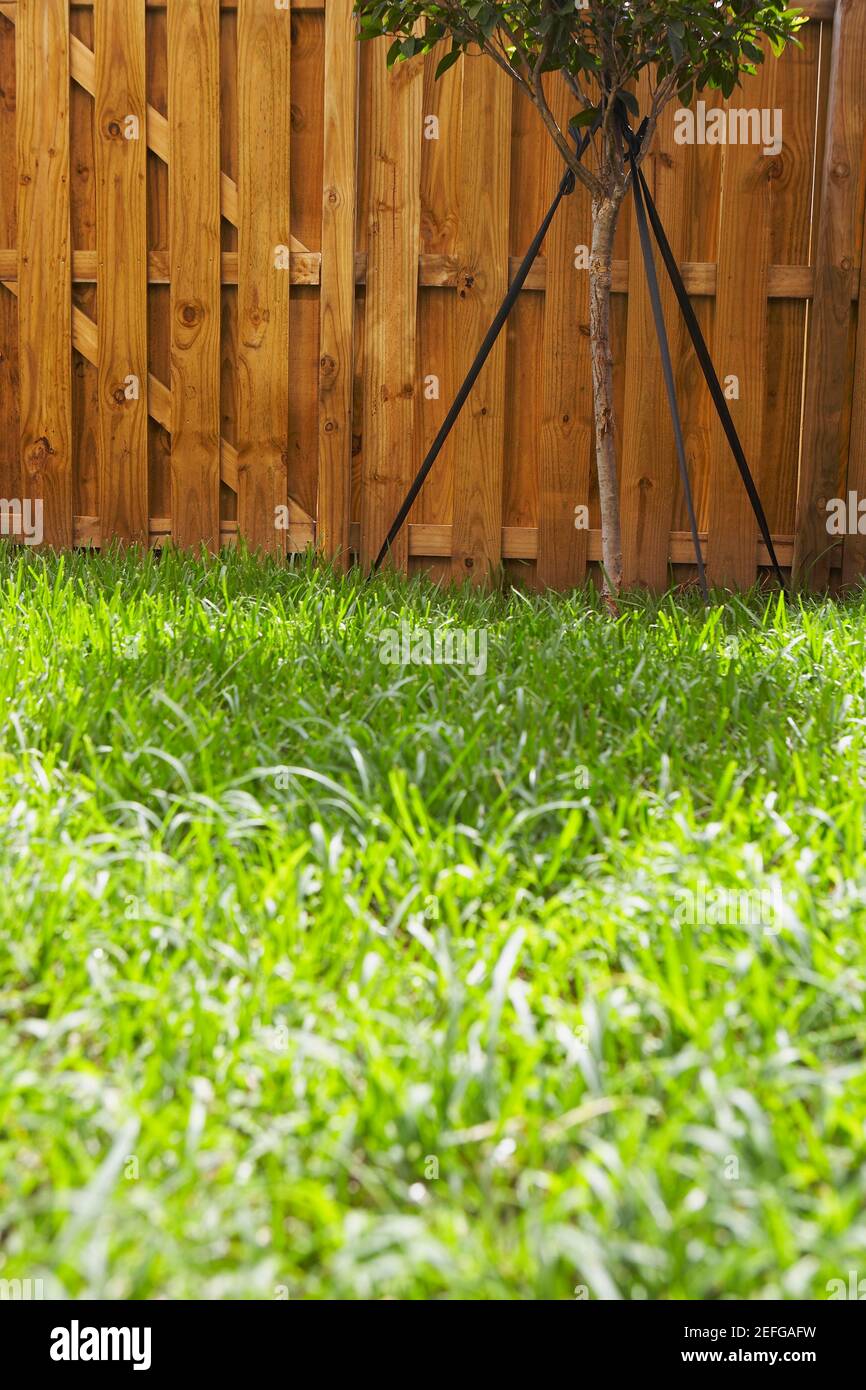 Grass in a backyard Stock Photo - Alamy