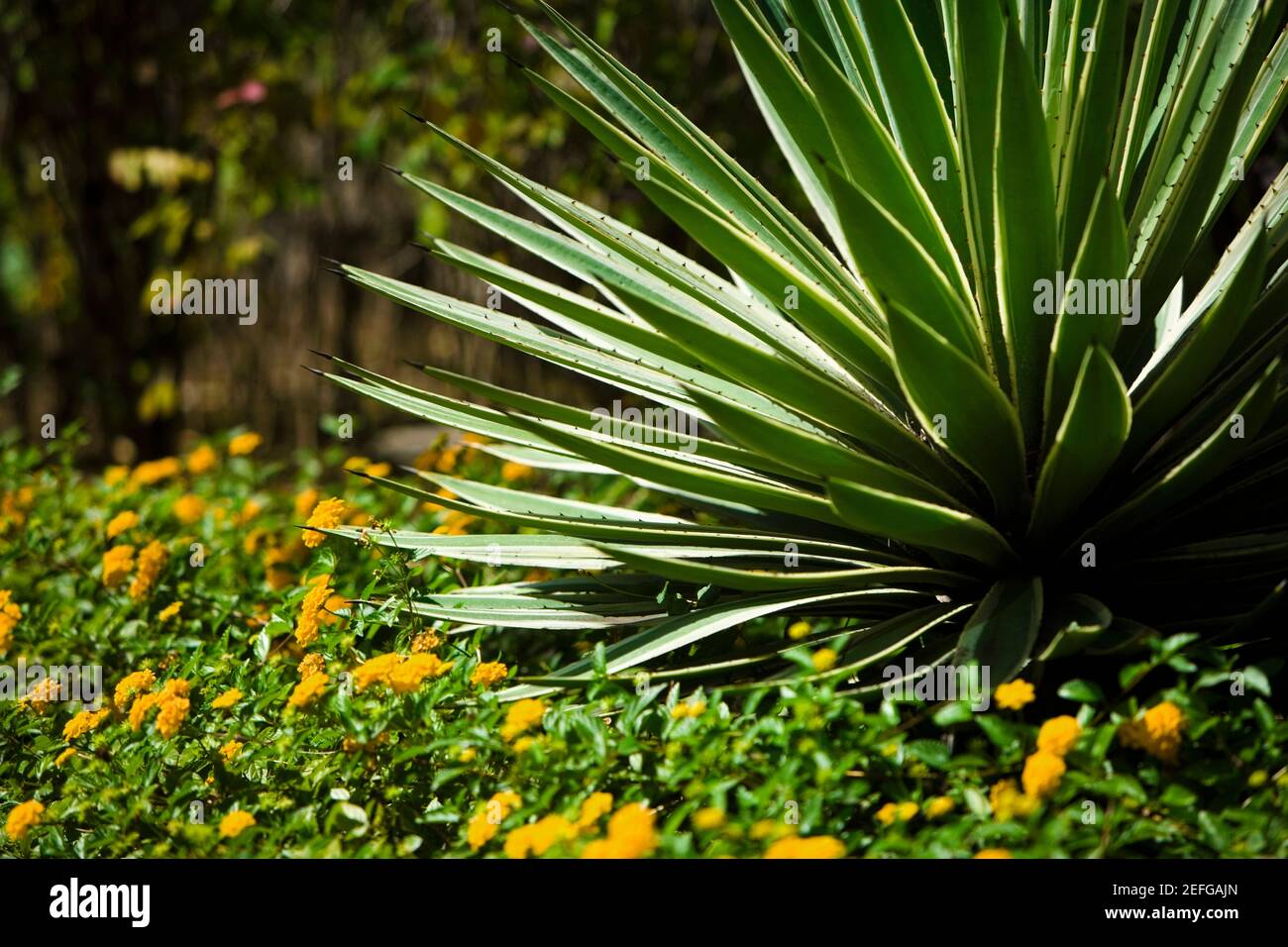 Flower honolulu hi-res stock photography and images - Alamy