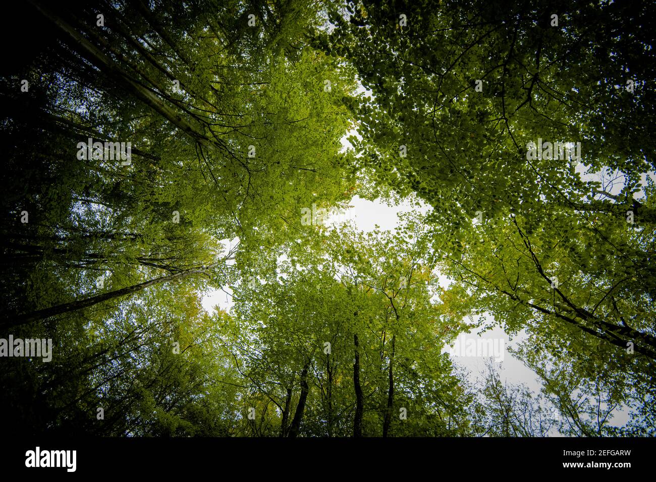 Worms eye view tree canopy hi-res stock photography and images - Alamy