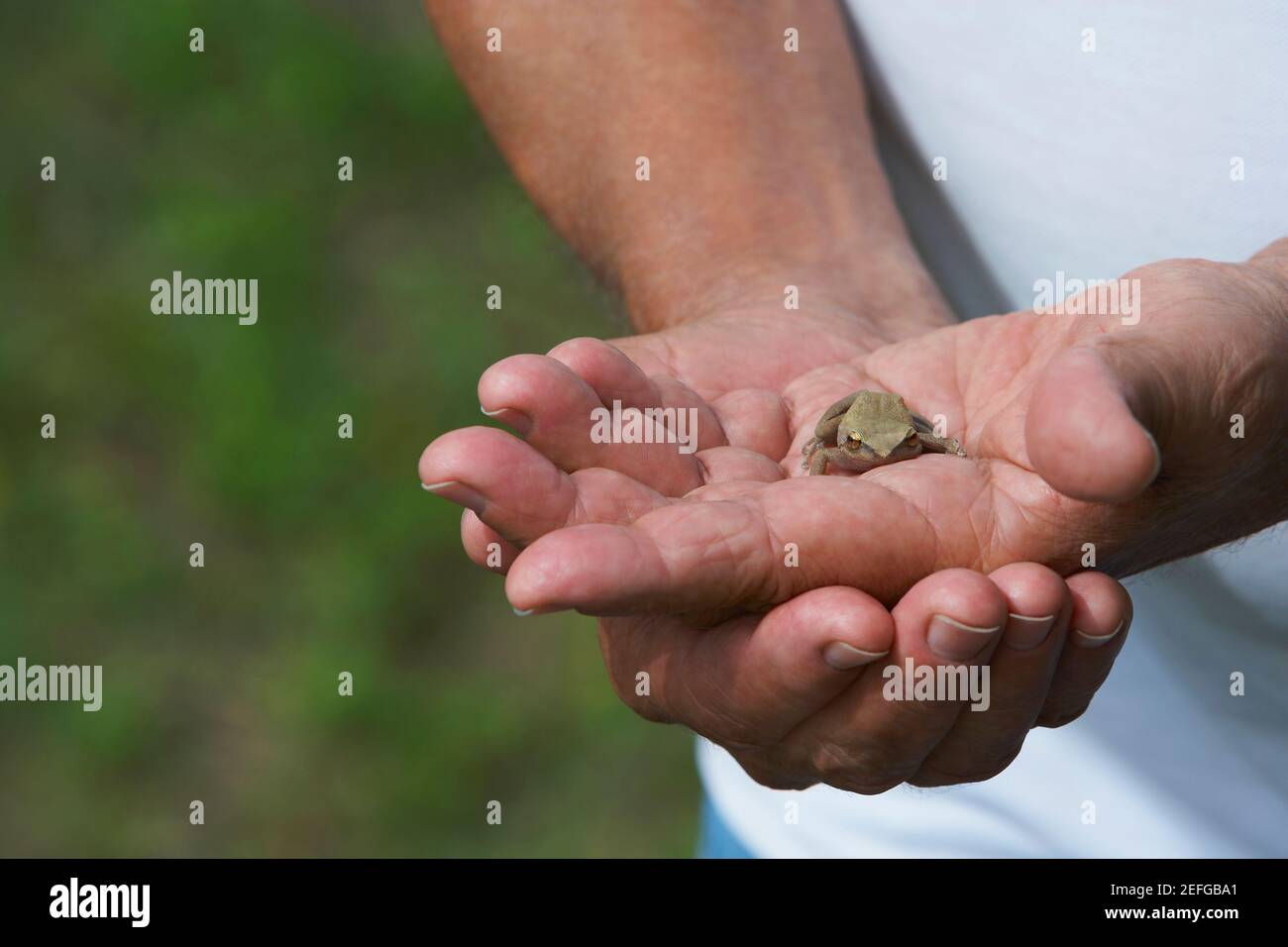 Human holding a frog hi-res stock photography and images - Alamy