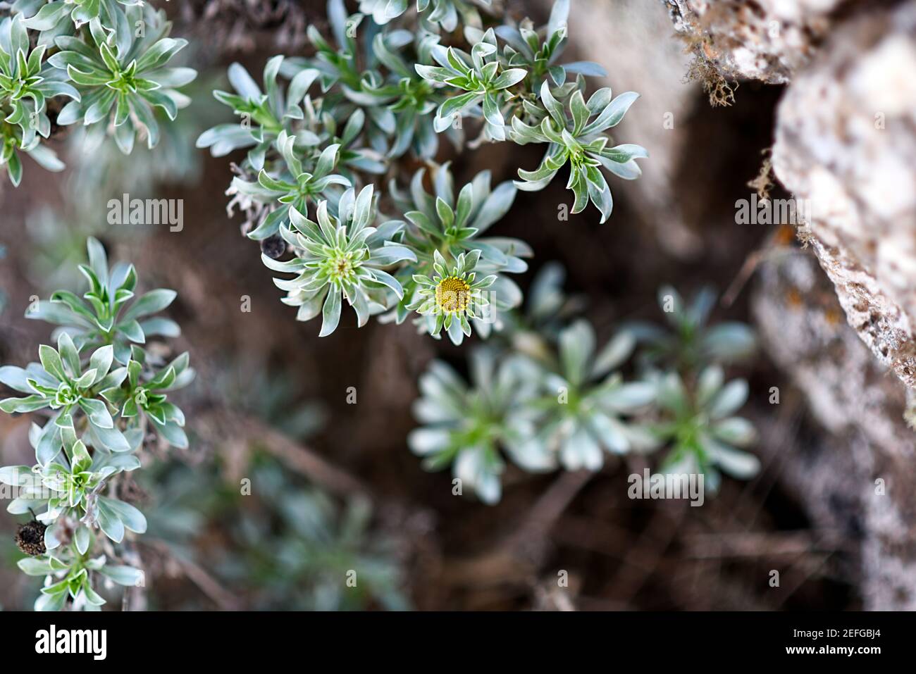 Beach daisy hi-res stock photography and images - Alamy