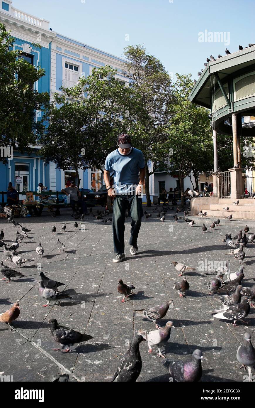 Mixed color pigeon hi-res stock photography and images - Alamy