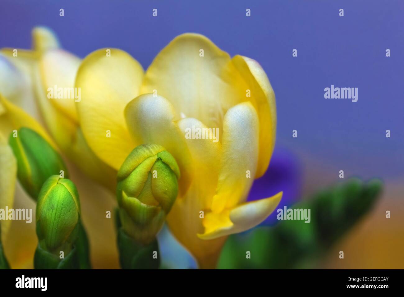 Freesia flower hi-res stock photography and images - Alamy