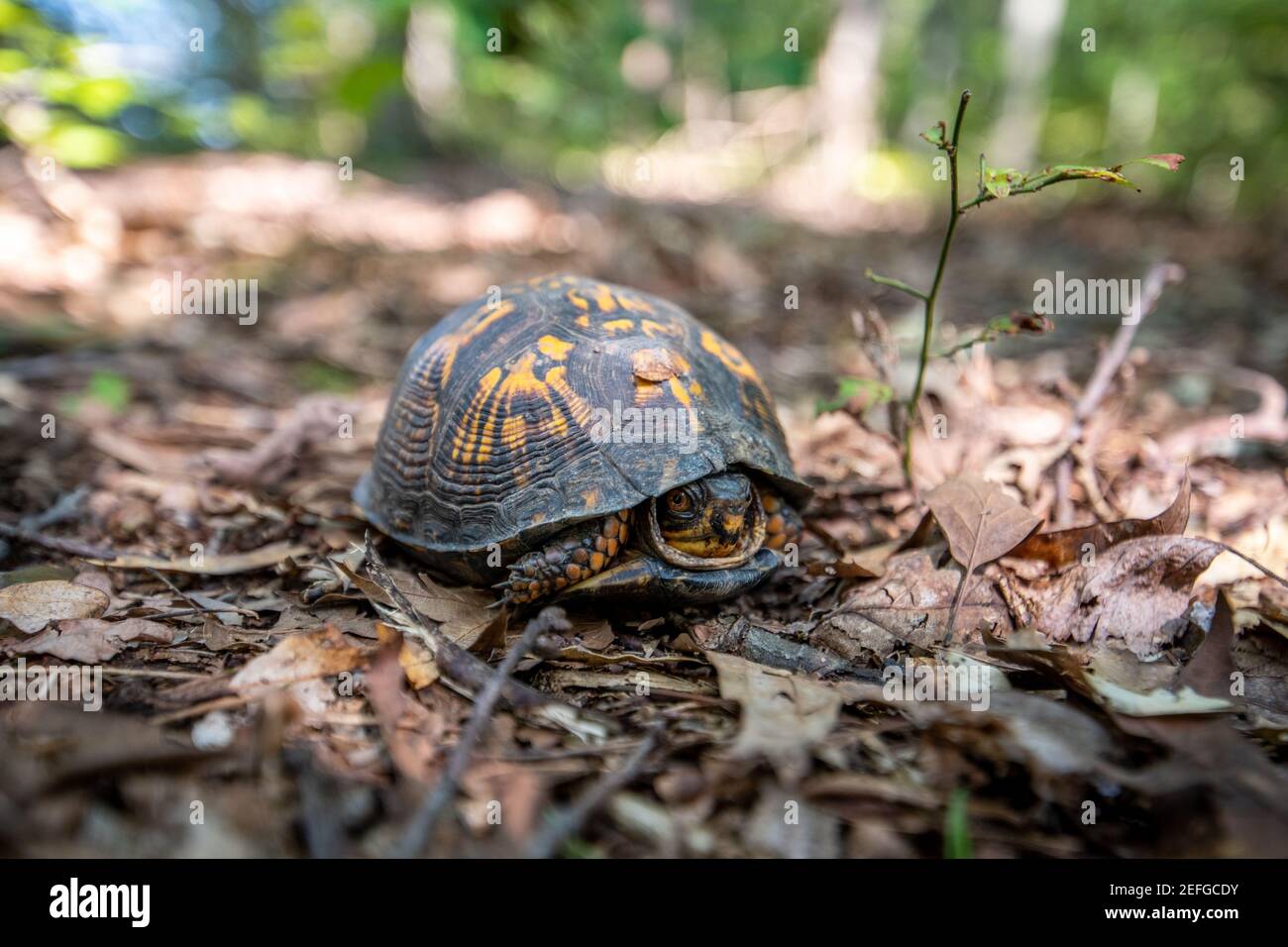 Box Turtle (Terrapene) peeking out of its shell in Nanjemoy, MD Stock ...