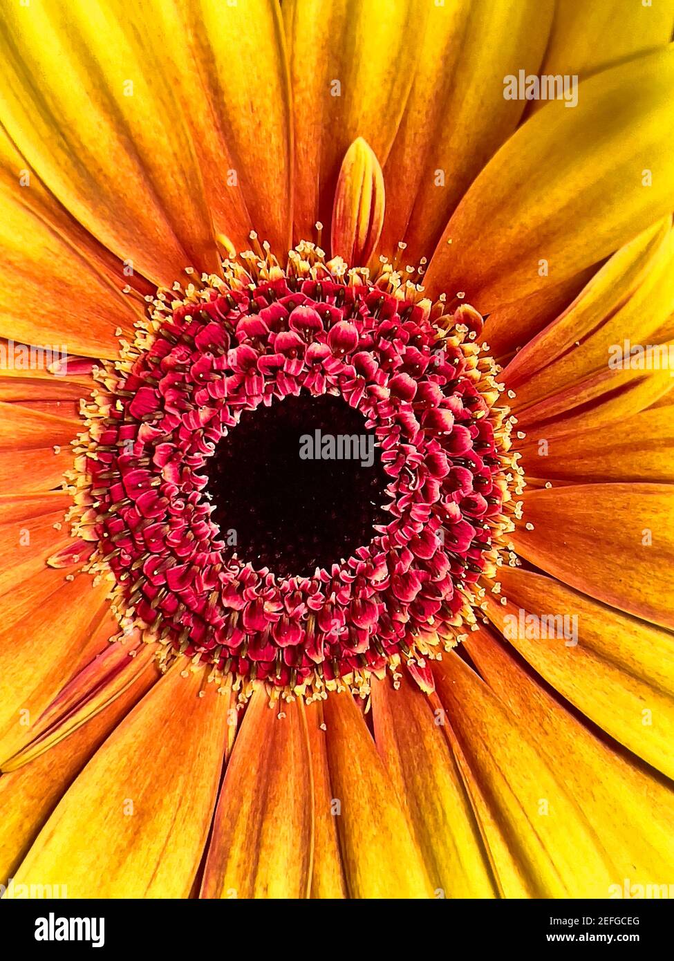 Details fauna hi-res stock photography and images - Alamy