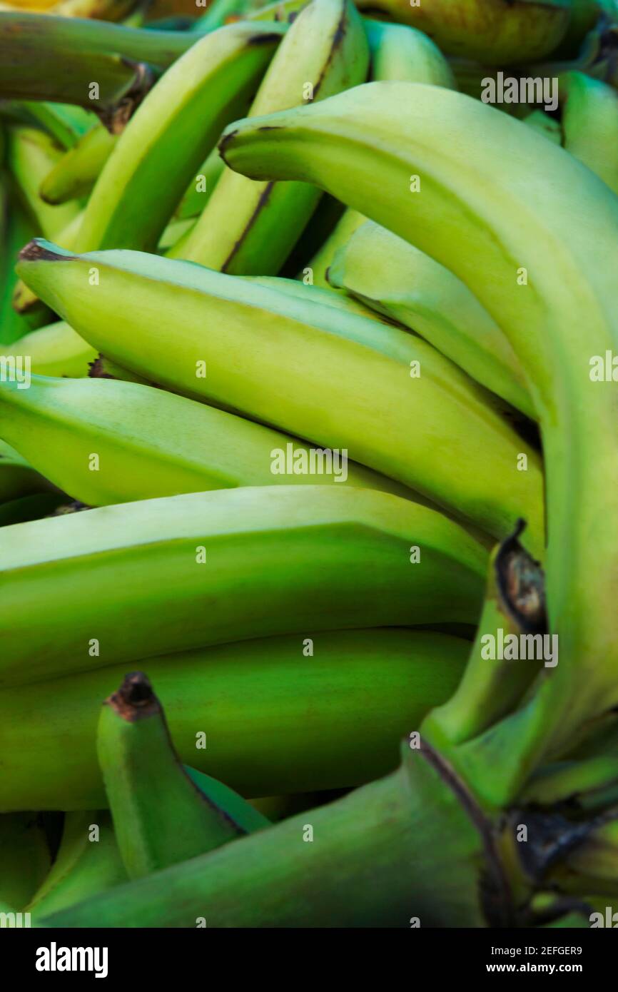 Close-up of Plantain bananas Stock Photo - Alamy