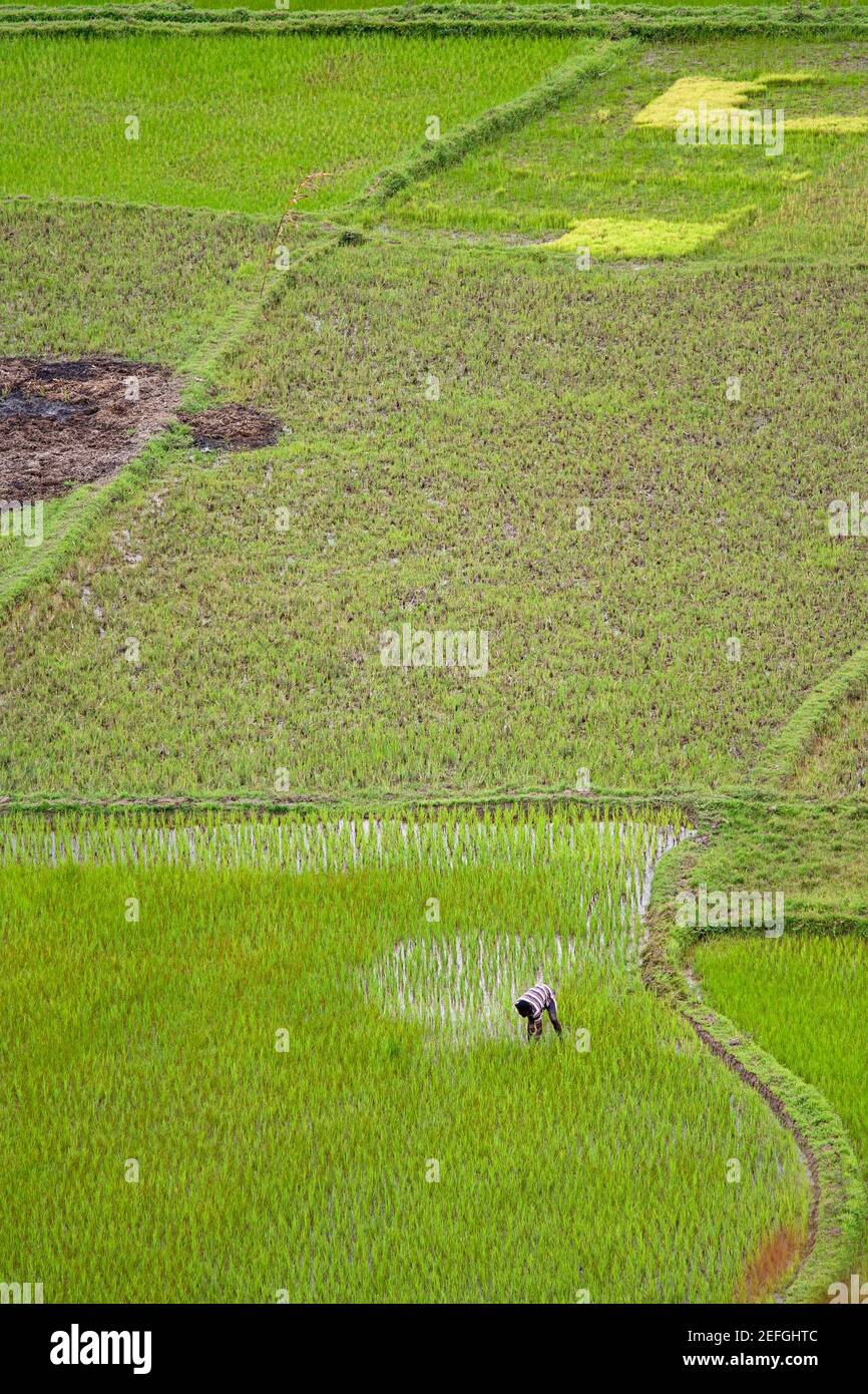 Beautiful green rice fields, rice paddies near Andapa village in ...