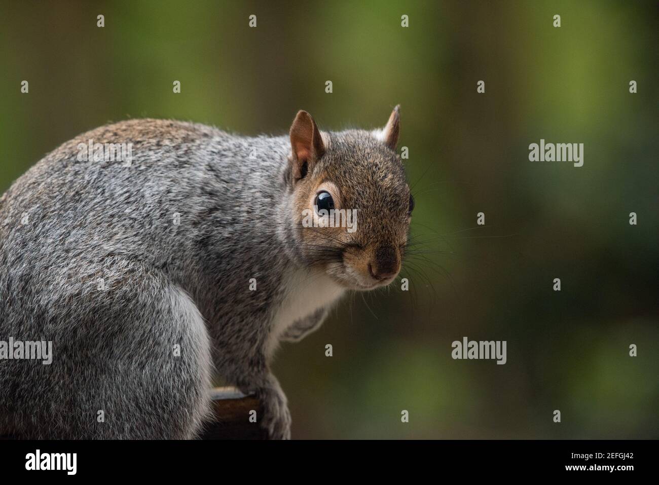 Grey squirrel on bird table hi-res stock photography and images - Alamy